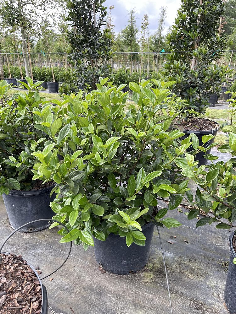 ELM Nursery | plantANT.com