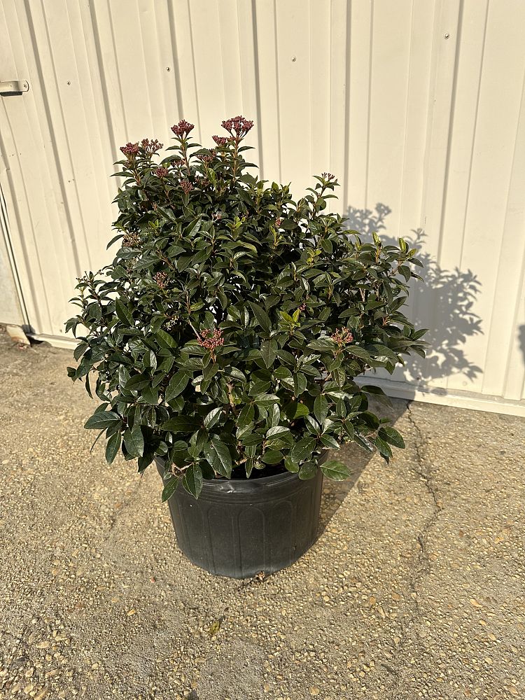County Line Tree Farm | plantANT.com