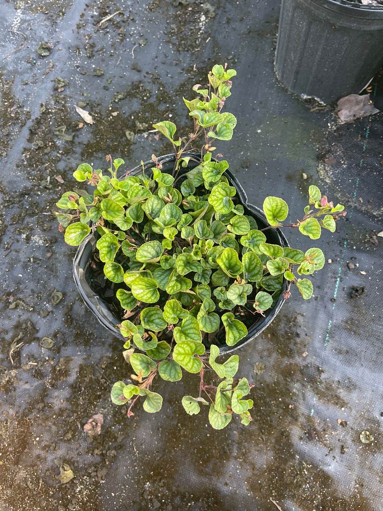 Superior Trees | plantANT.com