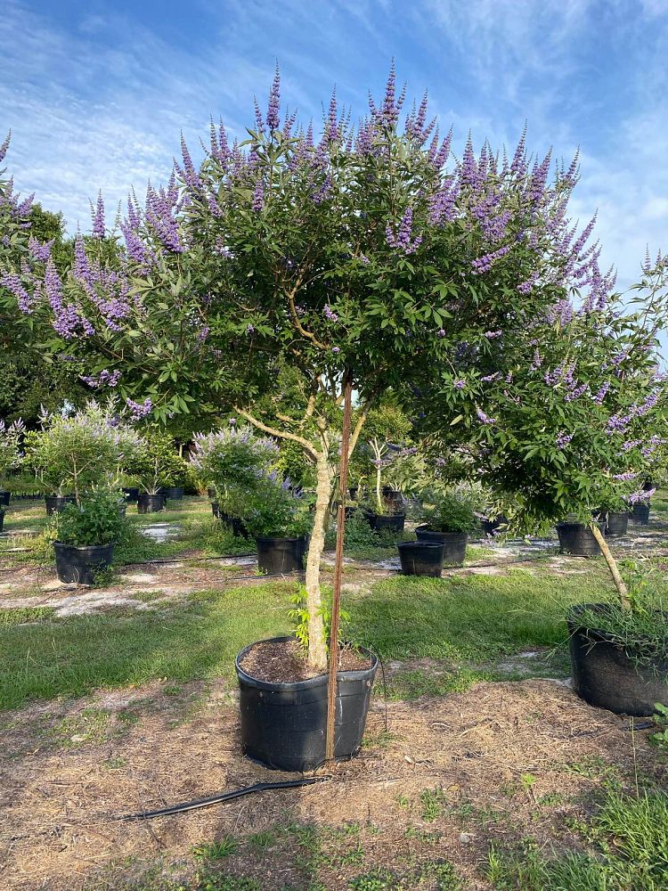 Rob's Nursery | plantANT.com
