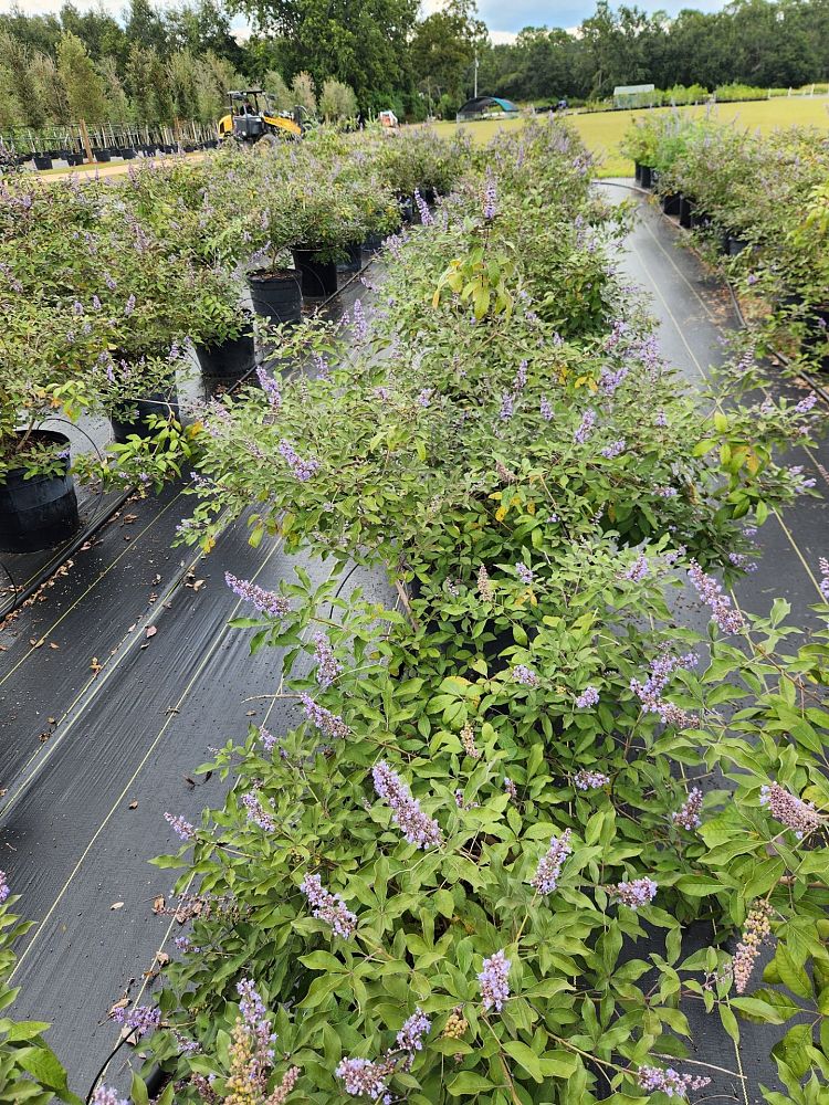 GTF Nursery | plantANT.com