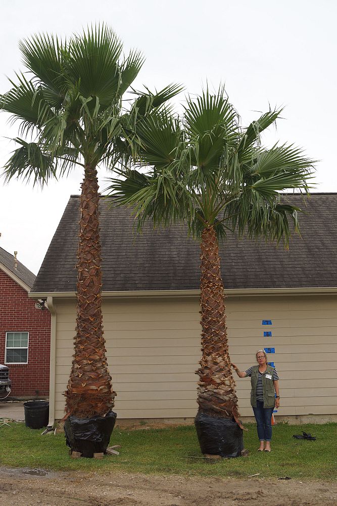 Groundworks of Palm Beach | plantANT.com