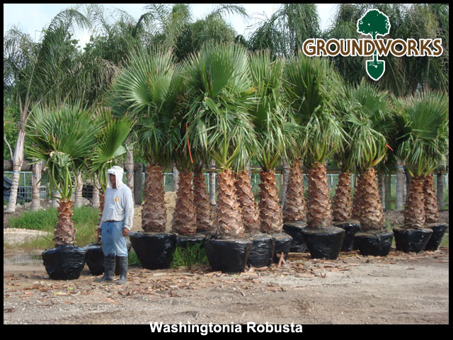 Groundworks Texas! | plantANT.com