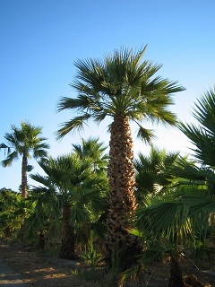 Vecchio Trees LLC | plantANT.com