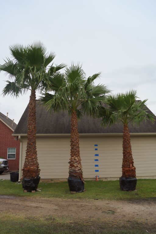 Groundworks Texas! | plantANT.com