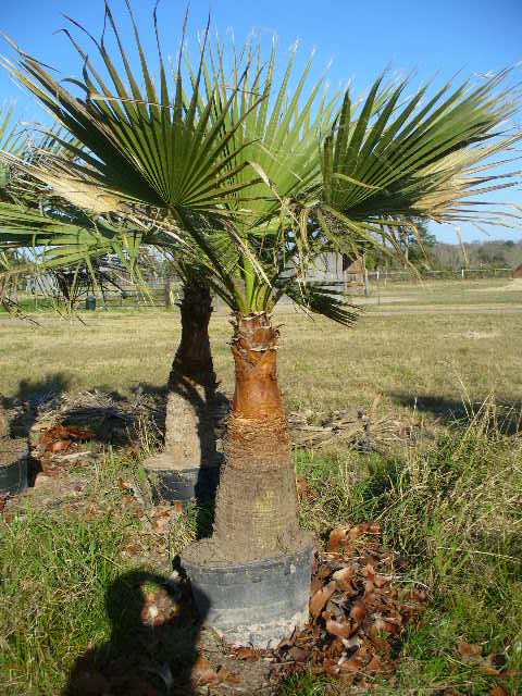 Rosehill Texas LLC | plantANT.com