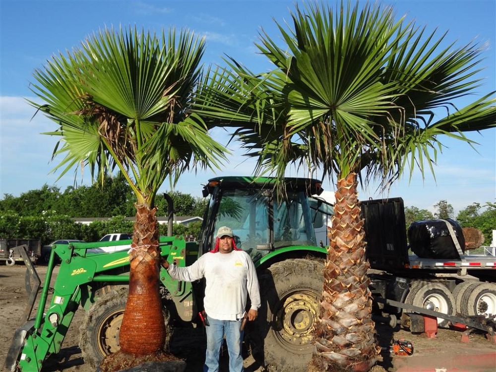 Washingtonia filifera x robusta, Washington Palm, Mexican Fan Palm ...