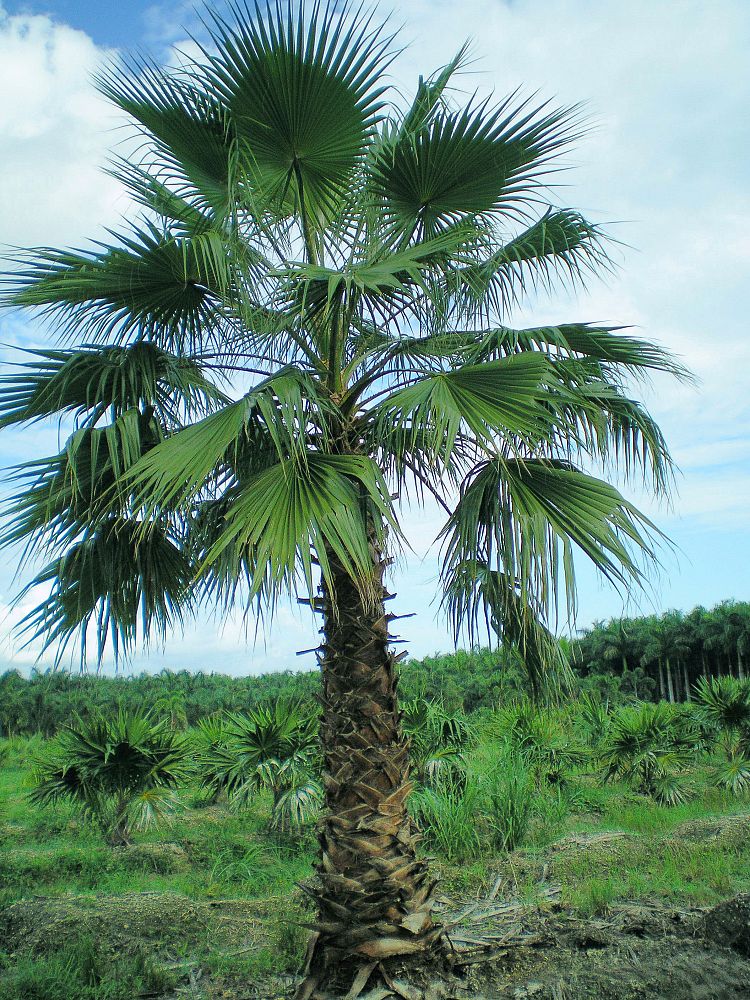 High Hope Nursery | plantANT.com