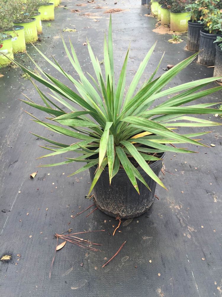 Gallery - Texas Wholesale Nursery