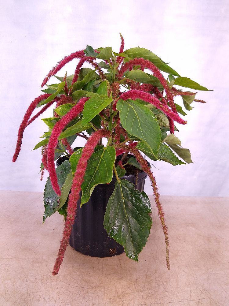 Buy Acalypha hispida, Chenille Plant | Free Shipping over $100
