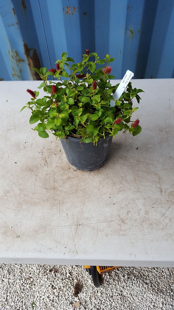 Buy Acalypha pendula, Dwarf Trailing Chenille Plant, Firetail | Free ...