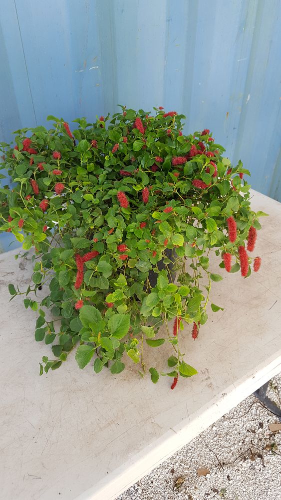 Buy Acalypha pendula, Dwarf Trailing Chenille Plant, Firetail | Free ...