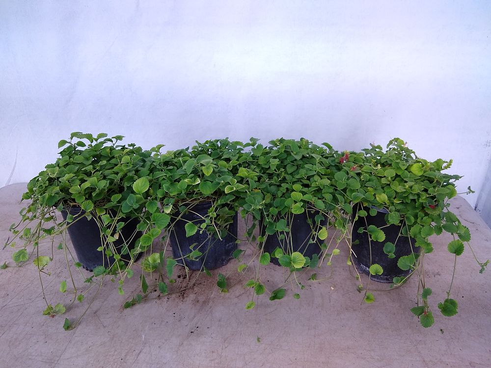 Buy Acalypha pendula, Dwarf Trailing Chenille Plant, Firetail | Free ...