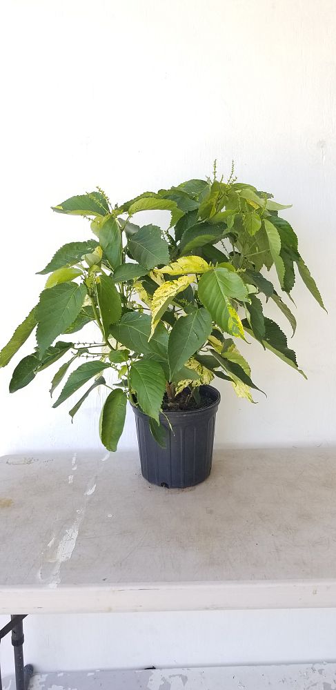 Buy Acalypha wilkesiana 'Java White', Copperleaf | Free Shipping over $100