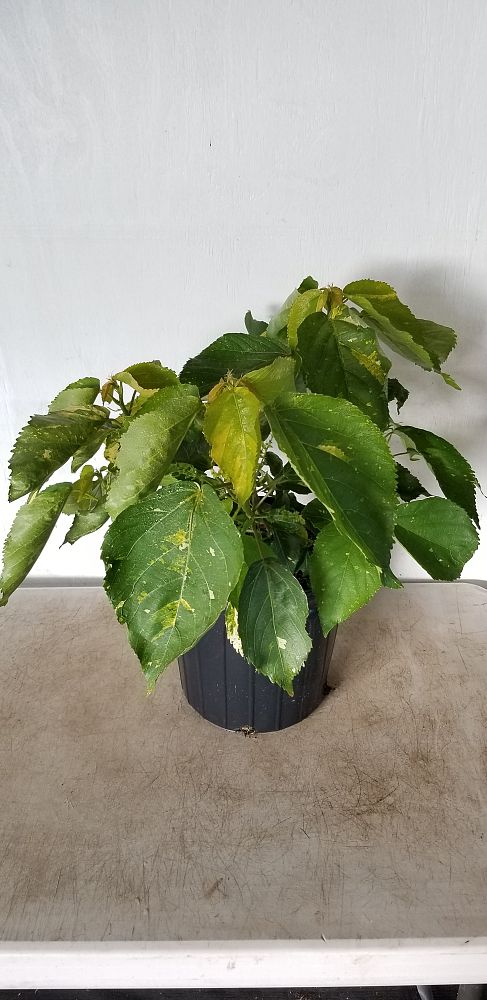 Buy Acalypha wilkesiana 'Java White', Copperleaf | Free Shipping over $100
