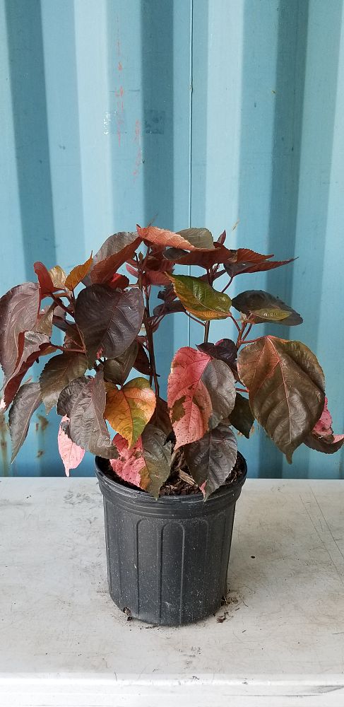 Acalypha wilkesiana 'Louisiana Red', Copperleaf | PlantVine