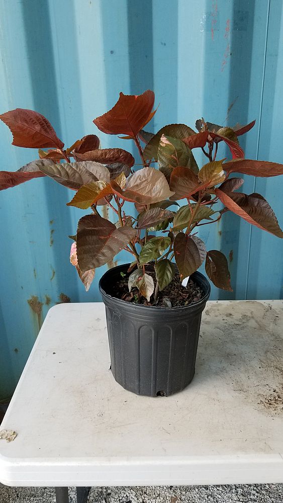 Acalypha wilkesiana 'Louisiana Red', Copperleaf | PlantVine