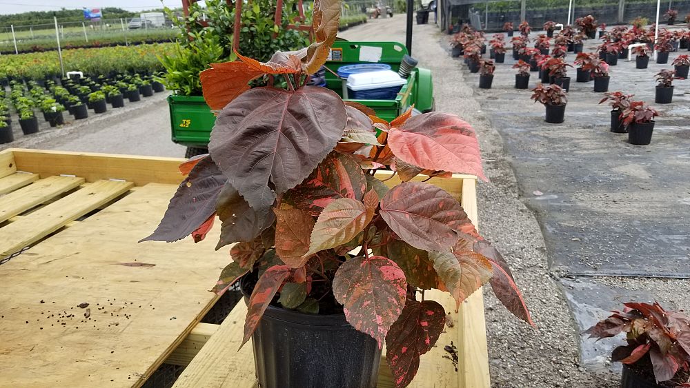 Acalypha wilkesiana 'Louisiana Red', Copperleaf | PlantVine