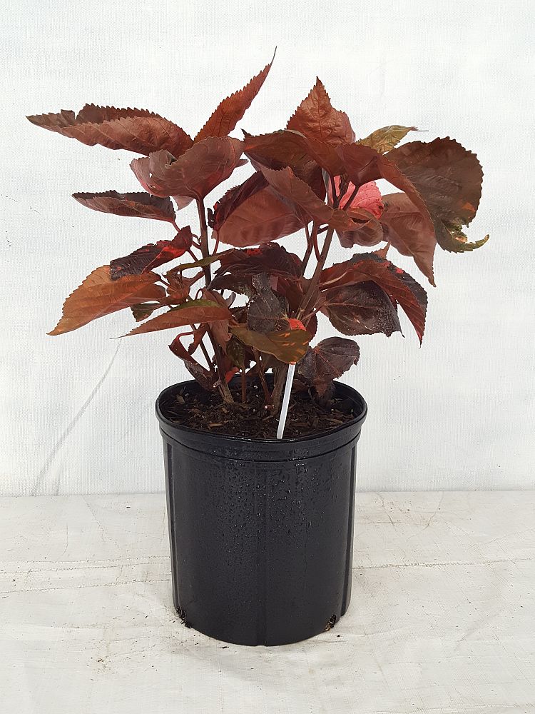 Acalypha wilkesiana 'Louisiana Red', Copperleaf | PlantVine