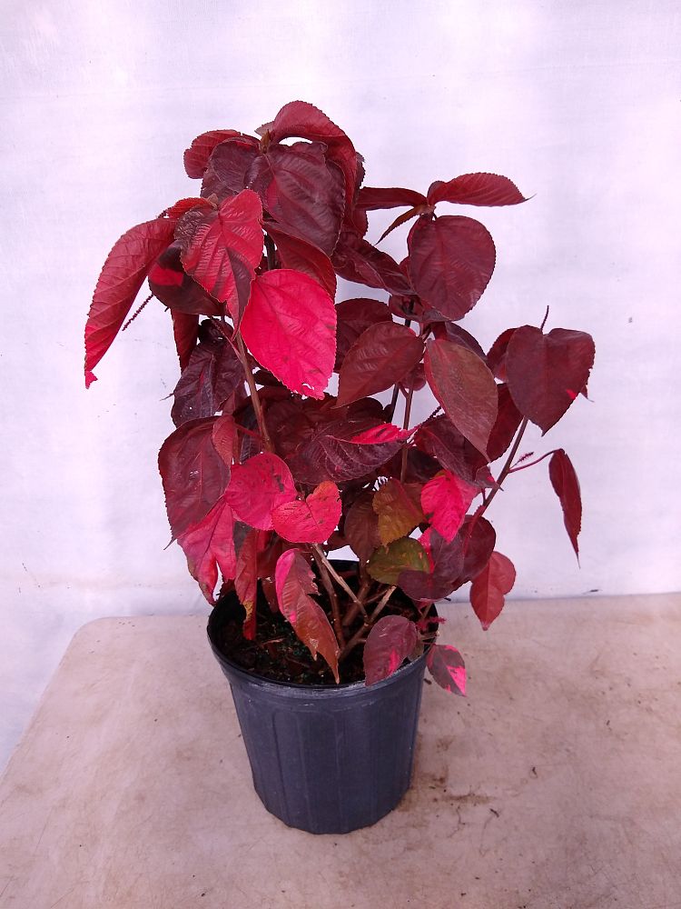 Buy Acalypha wilkesiana 'Louisiana Red', Copperleaf | Free Shipping ...
