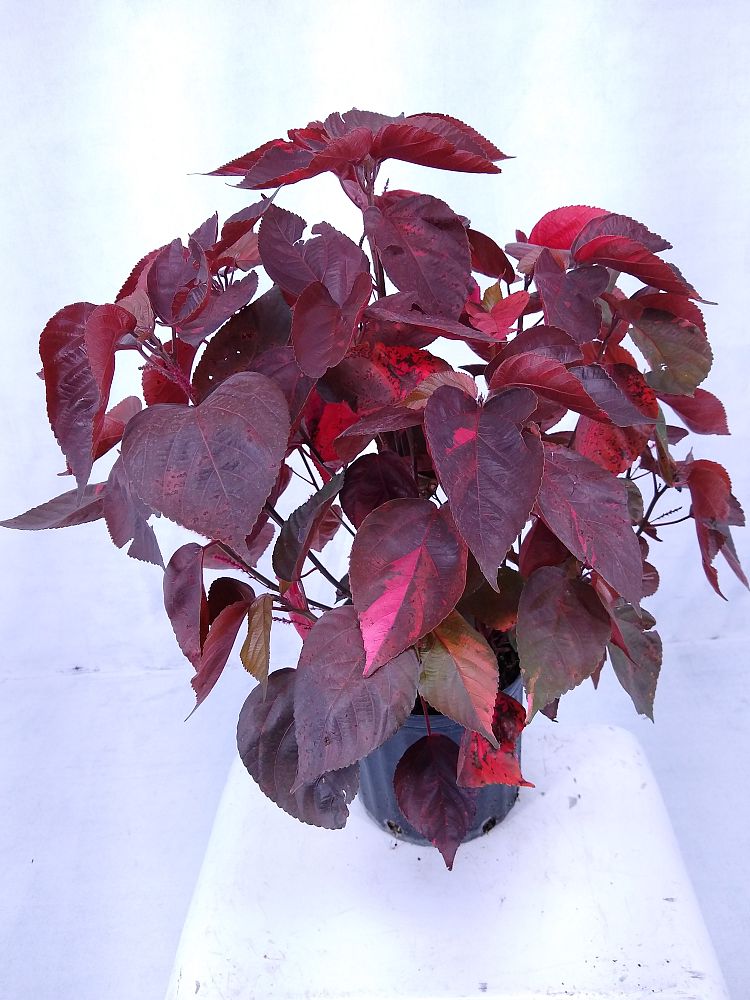Buy Acalypha wilkesiana 'Louisiana Red', Copperleaf | Free Shipping ...