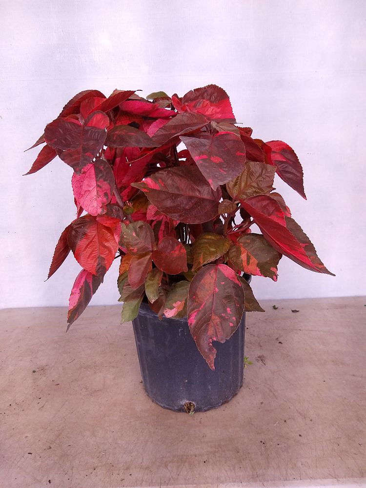 Buy Acalypha Wilkesiana Louisiana Red Copperleaf Free Shipping Over 100