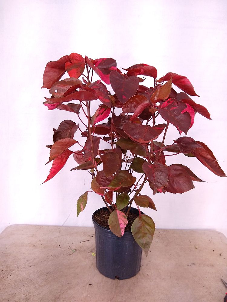 Buy Acalypha wilkesiana 'Louisiana Red', Copperleaf | Free Shipping ...