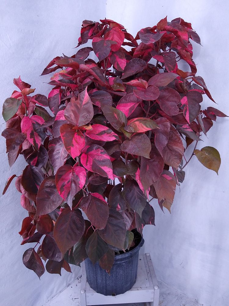 Buy Acalypha Wilkesiana Louisiana Red Copperleaf Free Shipping Over 100