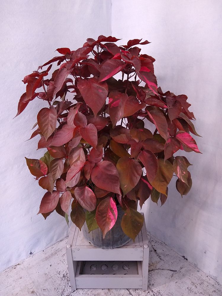 Buy Acalypha wilkesiana 'Louisiana Red', Copperleaf | Free Shipping ...