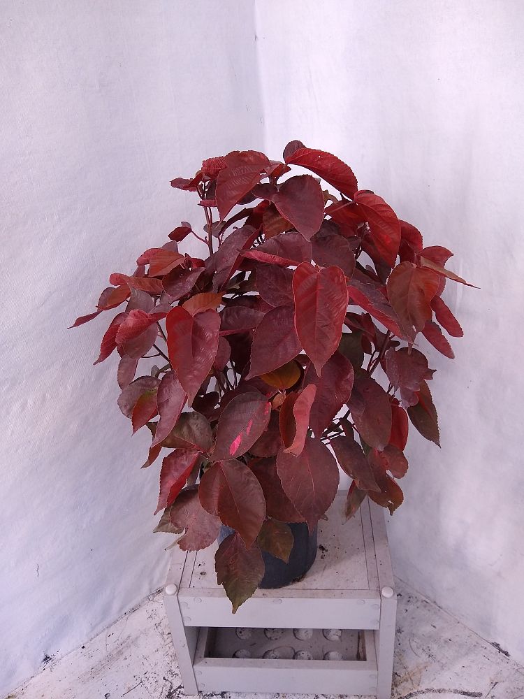 Buy Acalypha wilkesiana 'Louisiana Red', Copperleaf | Free Shipping ...