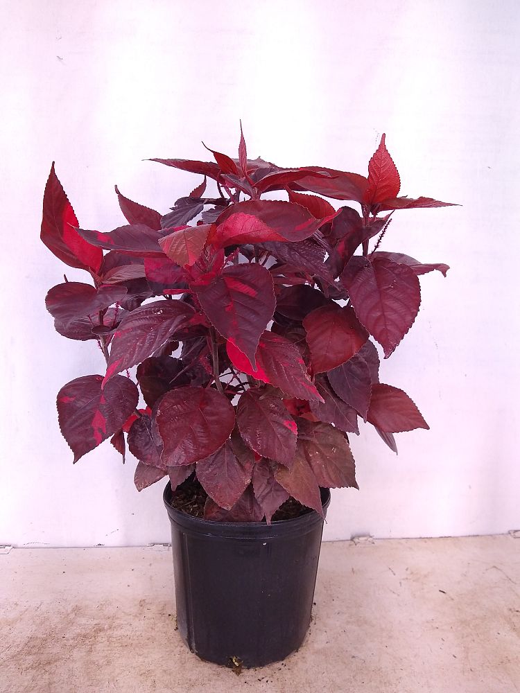 Buy Acalypha wilkesiana 'Louisiana Red', Copperleaf | Free Shipping ...