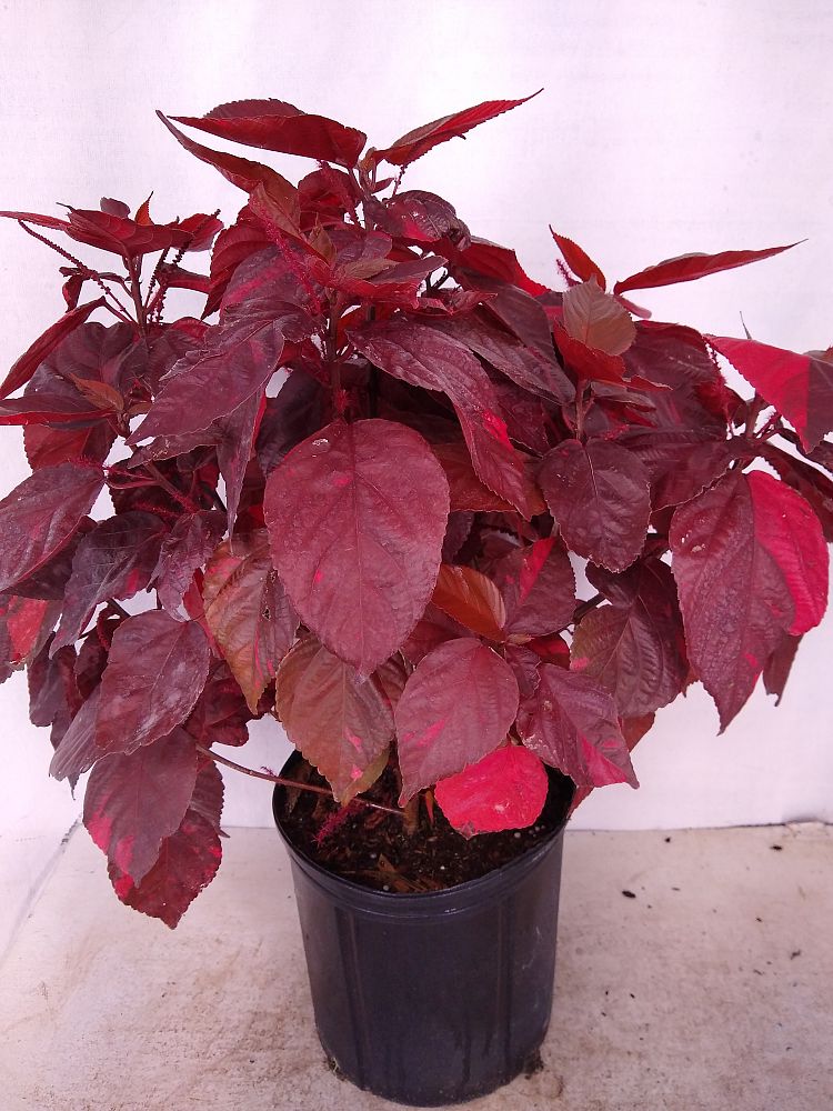Buy Acalypha Wilkesiana Louisiana Red Copperleaf Free Shipping Over 100
