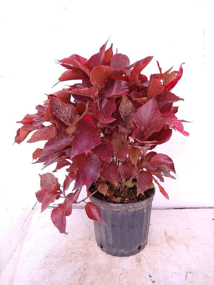 Buy Acalypha Wilkesiana Louisiana Red Copperleaf Free Shipping Over 100