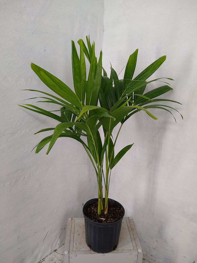 Buy Veitchia merrillii, Christmas Palm, Adonidia merrillii | Free ...