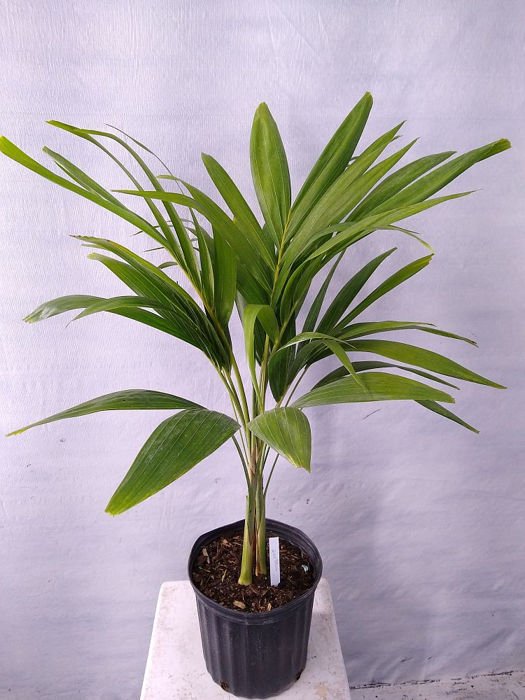 Buy Veitchia merrillii, Christmas Palm, Adonidia merrillii | Free ...