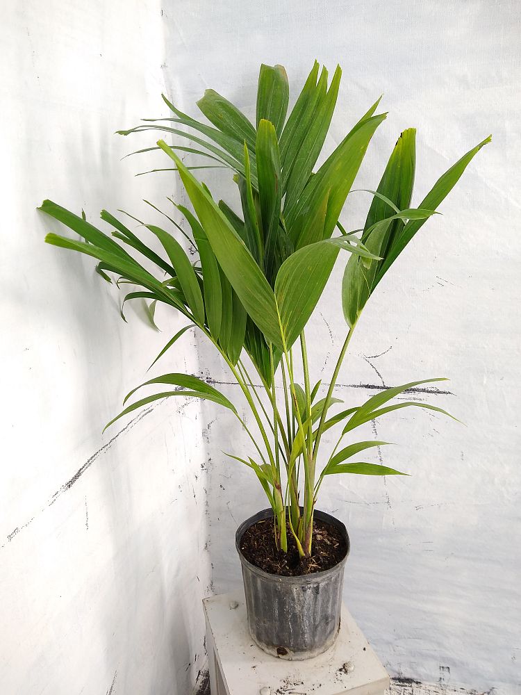 Buy Veitchia merrillii, Christmas Palm, Adonidia merrillii | Free ...