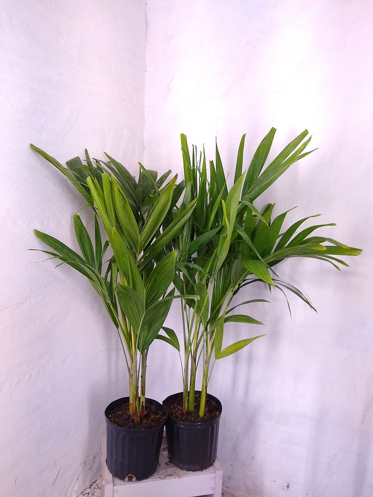 Buy Veitchia merrillii, Christmas Palm, Adonidia merrillii | Free ...