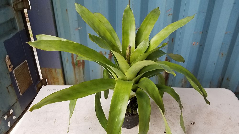 Aechmea 'Del Mar', Bromeliad 'Dwarf Blue Tango' | PlantVine
