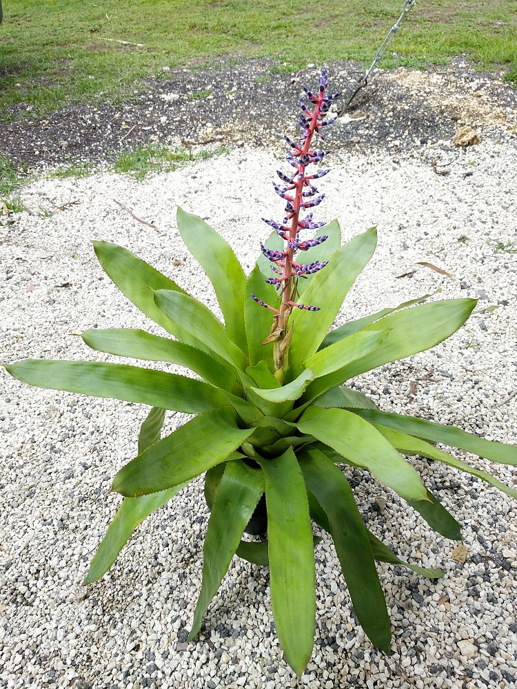Aechmea 'Del Mar', Bromeliad 'Dwarf Blue Tango' | PlantVine