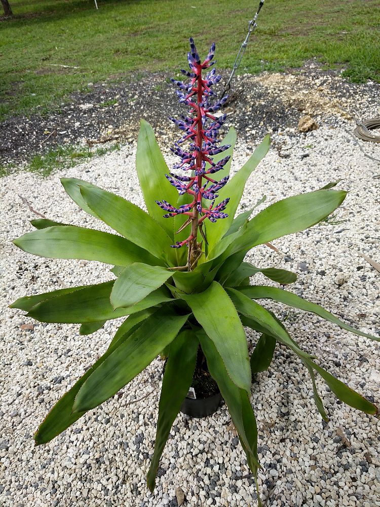 Aechmea 'Del Mar', Bromeliad 'Dwarf Blue Tango' | PlantVine