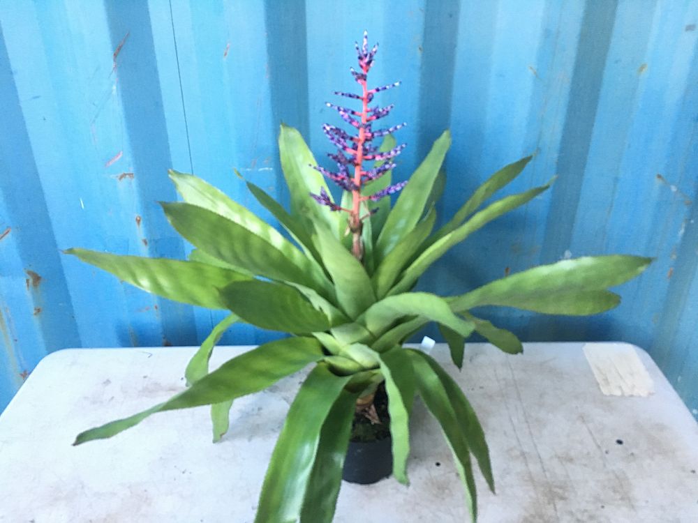 Aechmea 'Del Mar', Bromeliad 'Dwarf Blue Tango' | PlantVine
