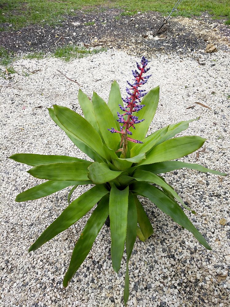 Aechmea 'Del Mar', Bromeliad 'Dwarf Blue Tango' | PlantVine