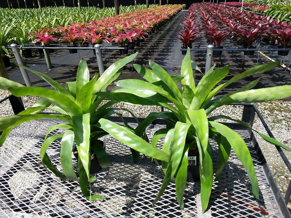 Aechmea 'Del Mar', Bromeliad 'Dwarf Blue Tango' | PlantVine