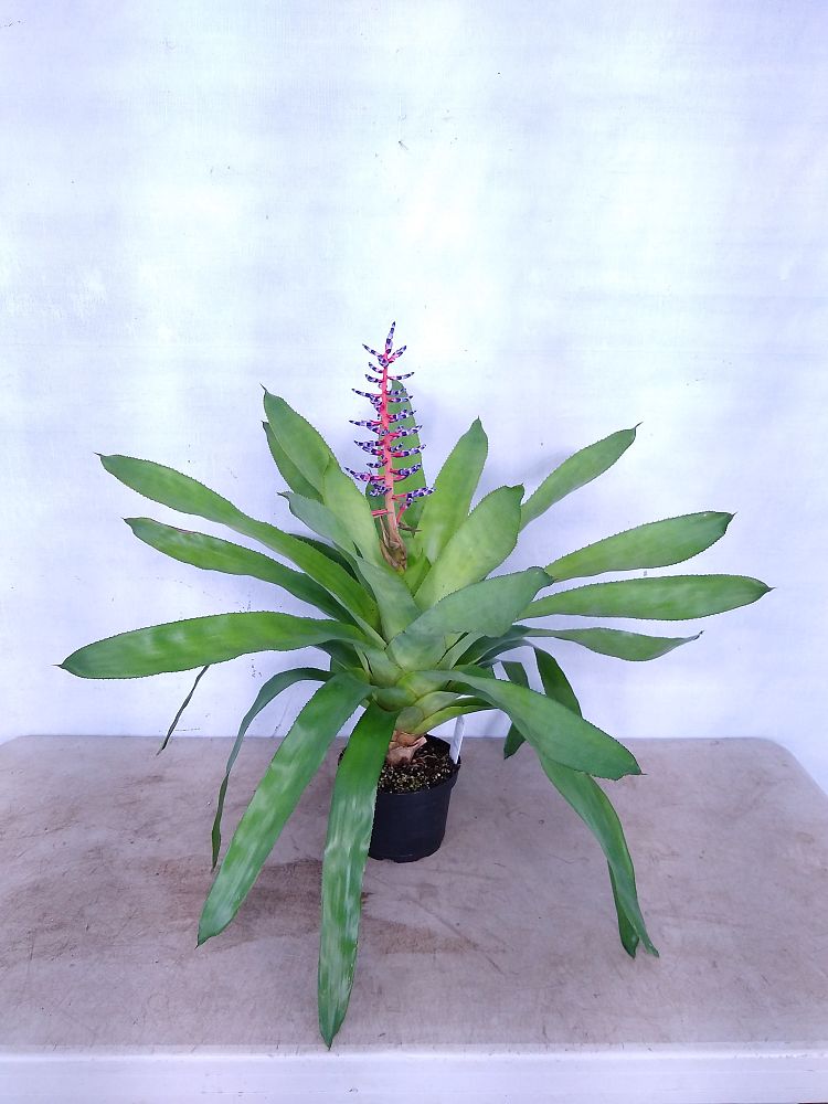Buy Aechmea 'Del Mar', Bromeliad 'Dwarf Blue Tango' | Free Shipping ...