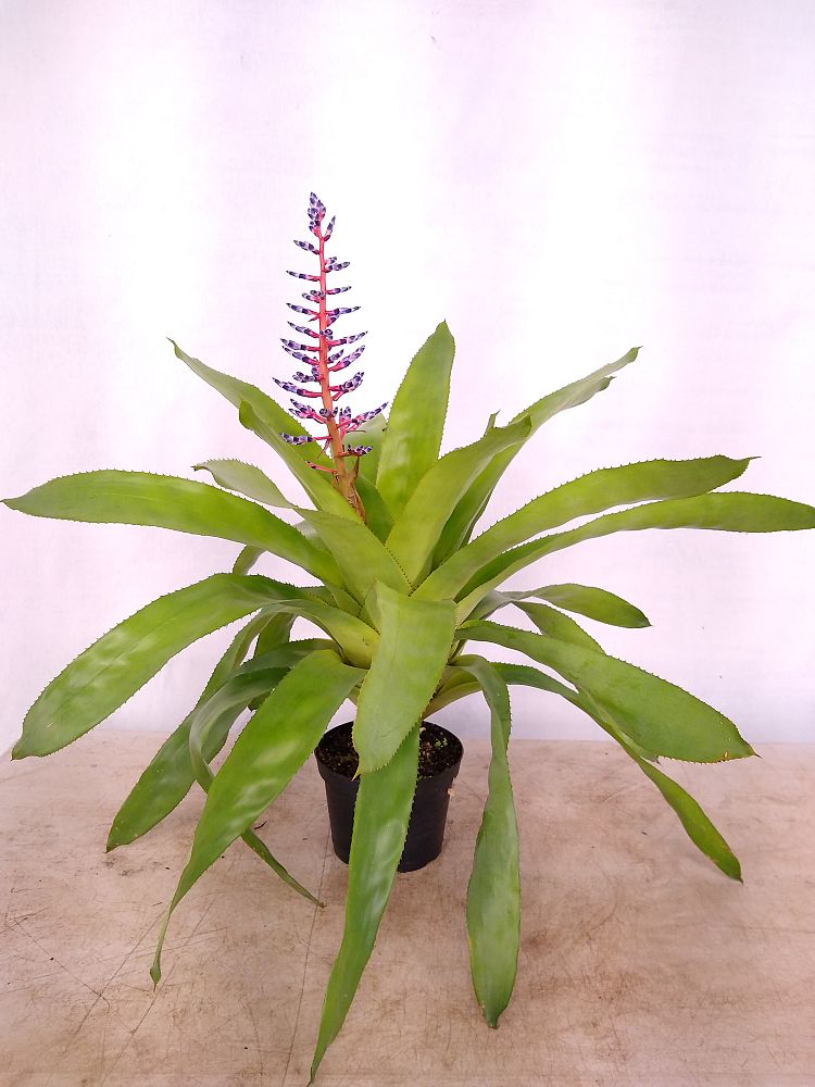 Buy Aechmea 'Del Mar', Bromeliad 'Dwarf Blue Tango' | Free Shipping ...