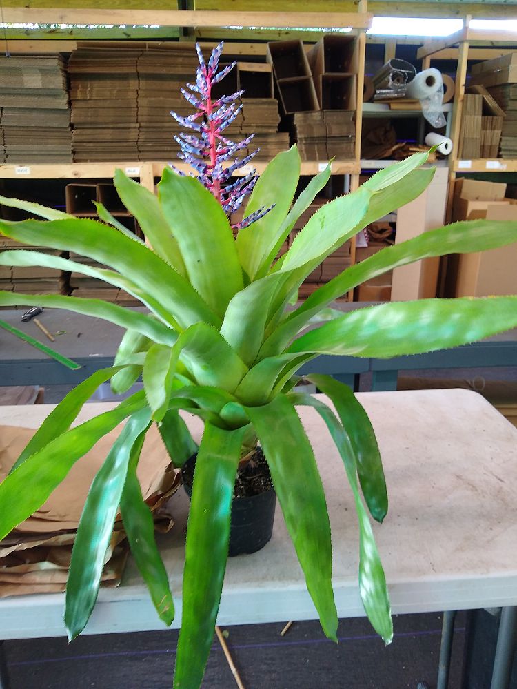 Buy Aechmea 'Del Mar', Bromeliad 'Dwarf Blue Tango' | Free Shipping ...
