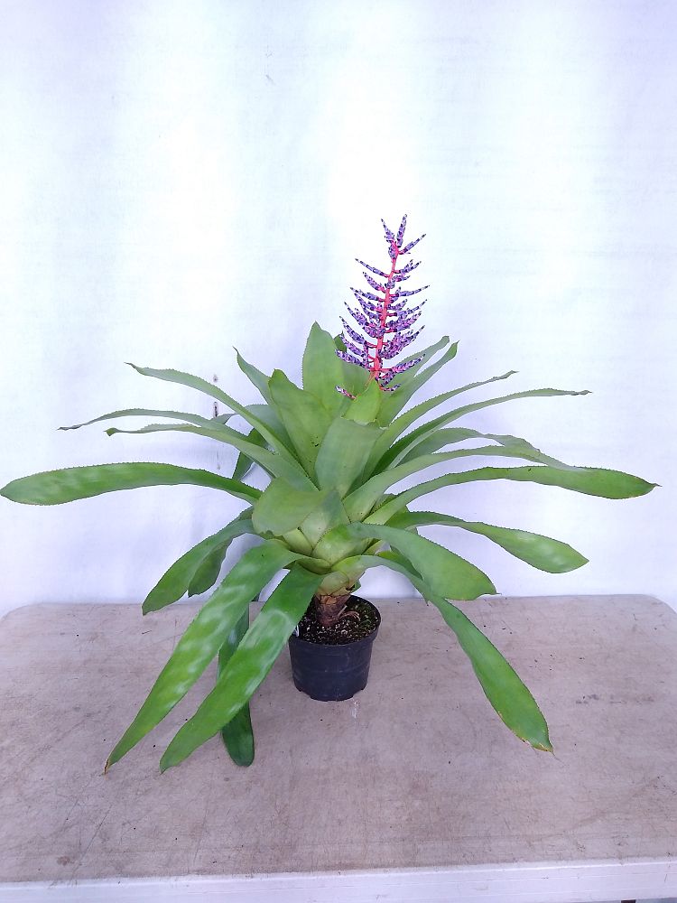 Buy Aechmea 'Del Mar', Bromeliad 'Dwarf Blue Tango' | Free Shipping ...