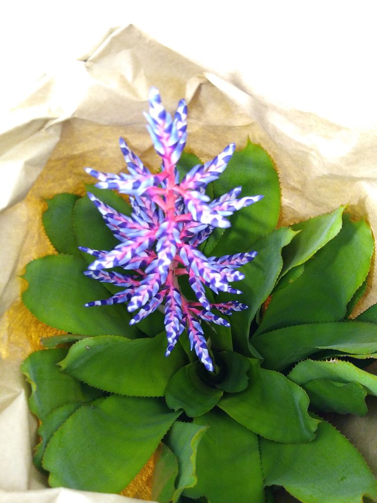 Buy Aechmea 'Del Mar', Bromeliad 'Dwarf Blue Tango' | Free Shipping ...