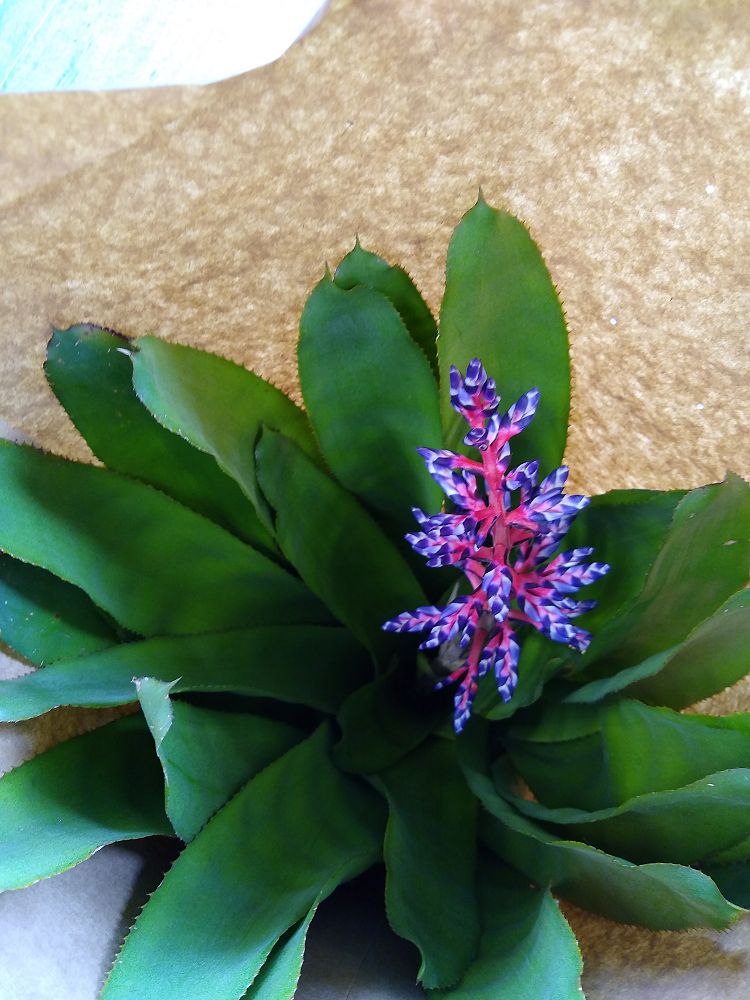 Buy Aechmea 'Del Mar', Bromeliad 'Dwarf Blue Tango' | Free Shipping ...