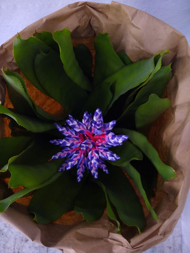 Buy Aechmea 'Del Mar', Bromeliad 'Dwarf Blue Tango' | Free Shipping ...